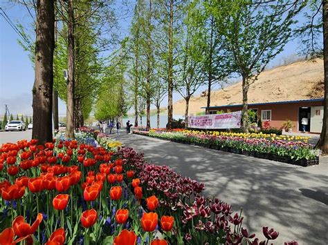 아산 피나클랜드 튤립 바다 네덜란드·튀르키예 울고 간다[함영훈의 멋·맛·쉼]