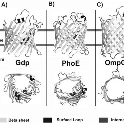 Three Dimensional Structure Of The Porin Ompf From Escherichia Coli