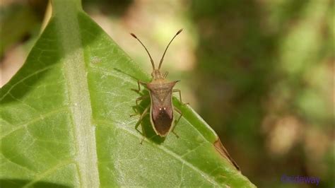 Insect 210702601a02np Cletus Punctiger 稻棘緣椿象 A001c01 Youtube