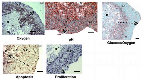 diffusion gradients are incorporated in the model functional