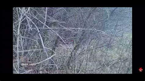 Chasse Sanglier Youtube