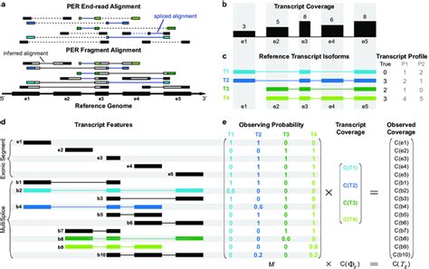 overview of the multisplice model a sequenced rna seq short reads are
