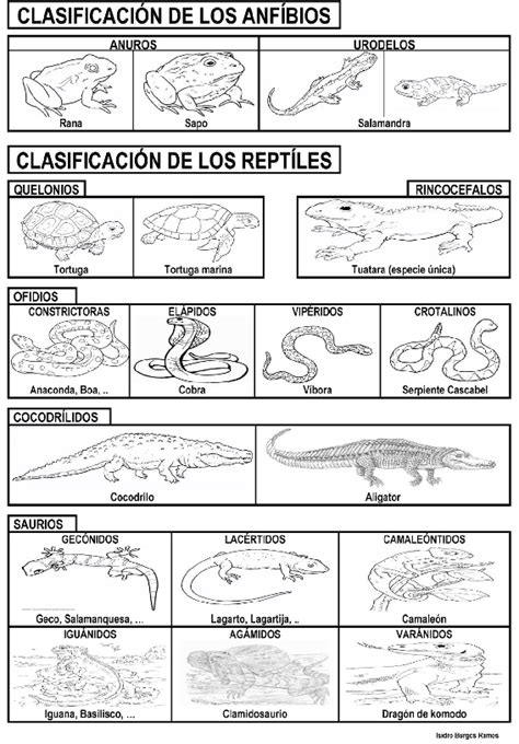 Clasificacion De Los Animales Para Colorear Imagui