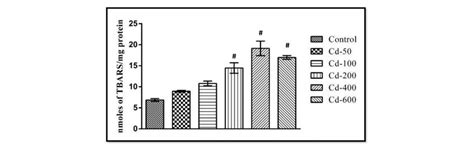 The Dose Responsive Effects Of Cd On Lpo Levels Of Lpo In Spleen