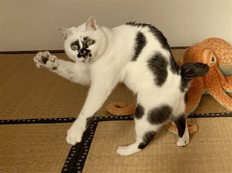 ทาสแมวพากันตกหลุมรัก มี่จัง เจ้าเหมียวหน้าลายจุดดำ ขวัญใจประจำบาร์ญี่ปุ่น Sao Viet