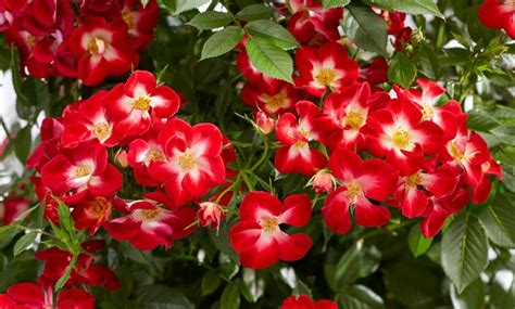Scented Shrub Rose Everglow Ruby 1 Or 3 Potted Plants Groupon