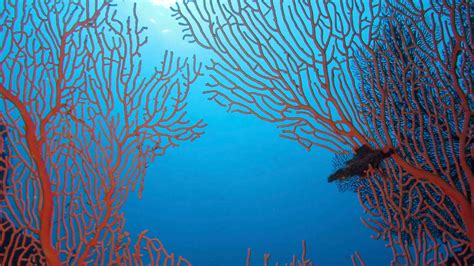 Diving In Grand Baie Mauritius Ultimate Guide 2024