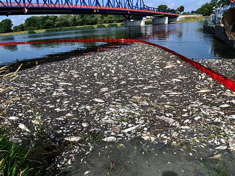 Pollution de l Oder 100 tonnes de poissons morts repêchés RFJ votre
