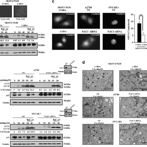 Cisplatin Induces Autophagy In Ovarian Cancer Cells A A2780 And