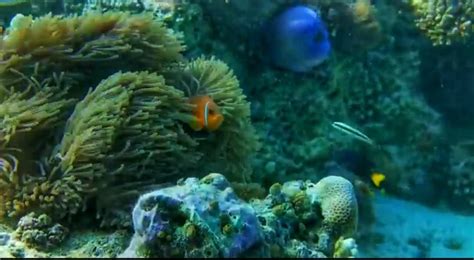 Pestele Clovn Nemo Corina Costache