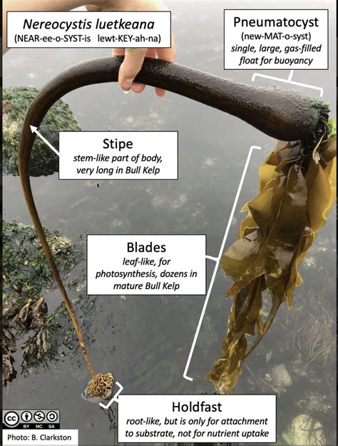 Giant Kelp Diagram