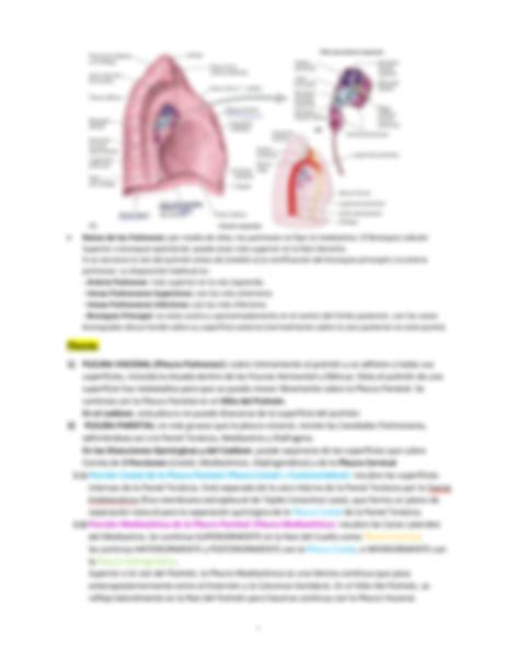 SOLUTION: Anatomia pulmon - Studypool