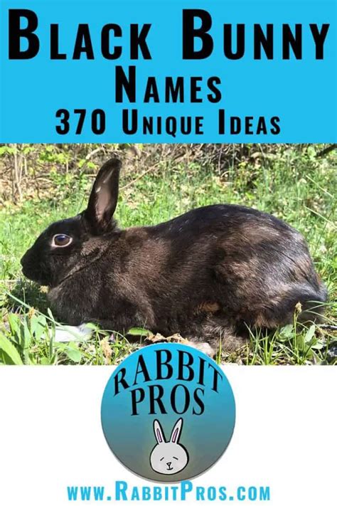 1000 Popular Rabbit Names And 832 Youve Never Heard Before