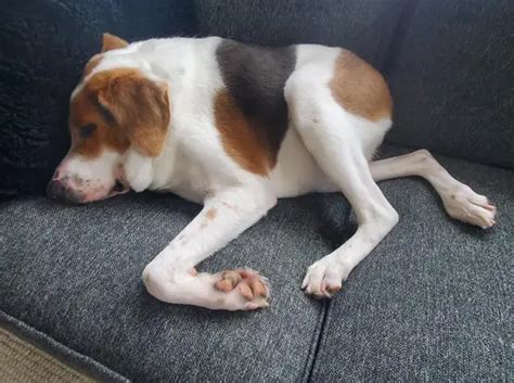 Short Spine Syndrome In Dogs How Dangerous It Is World Dog Finder