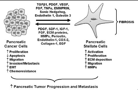 Figure From Pancreatic Stellate Cells And Fibrosis Semantic Scholar