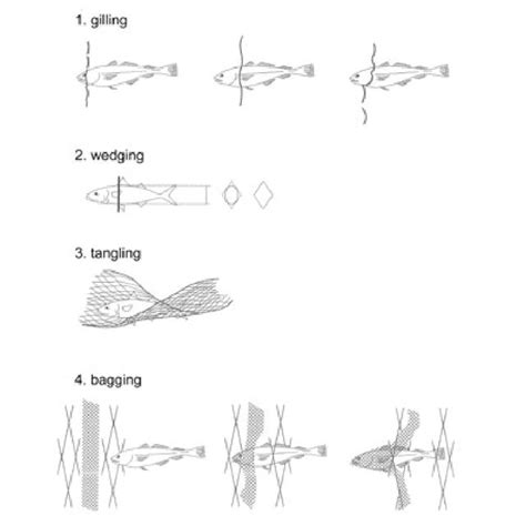 10 Static Trammel Nets Download Scientific Diagram