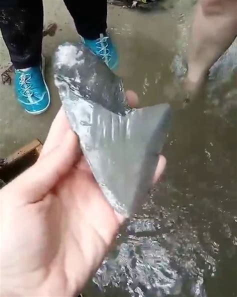 Enormous Megalodon Tooththis Is One Of The Bigges Tumbex