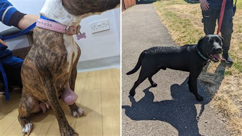 Bristol Man Banned From Owning Animals For A Decade After Sick Dogs