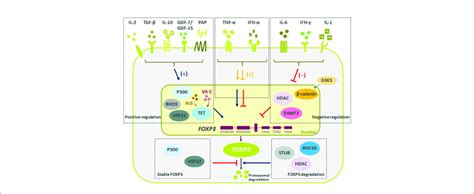 Summary Of Negative And Positive Regulators Of Foxp3 Expression
