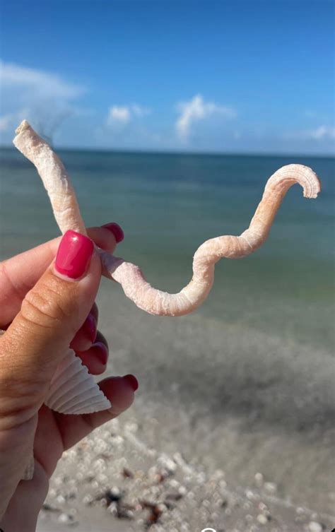 Exploring The Enigmatic Florida Worm Snail In The Ten Thousand Islands