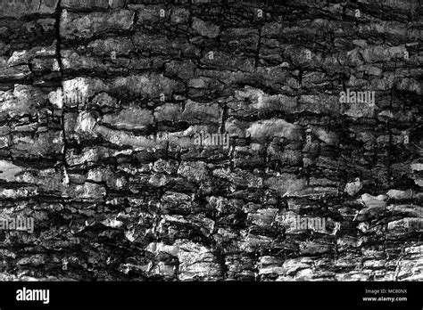 Texture Tree Bark In Black And White Stock Photo Alamy