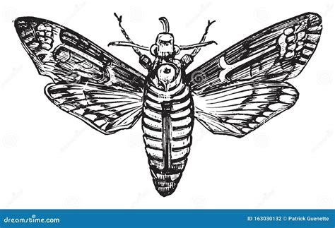 Sphinx Moth Drawing