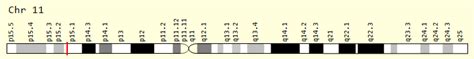 Myod1 Gene Genecards Myod1 Protein Myod1 Antibody
