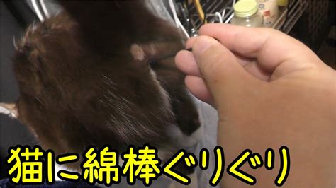 発情期？っぽいみーちゃん猫、綿棒でやってみたら？ Youtube