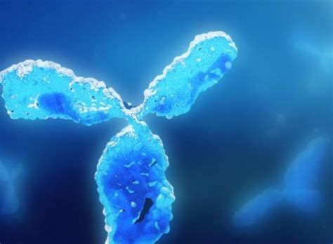 Biocytogen And Adc To Evaluate Antibodies For Three Cancer Targets