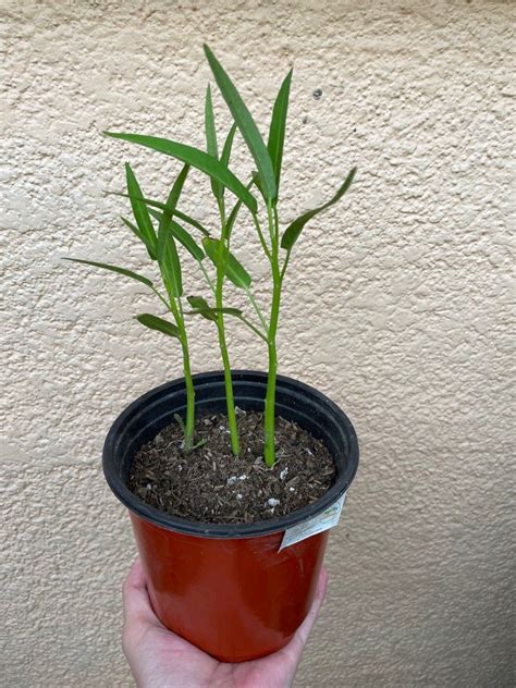Live Chinese Kang Kong Vegetable From Seeds Got Them From Agrify