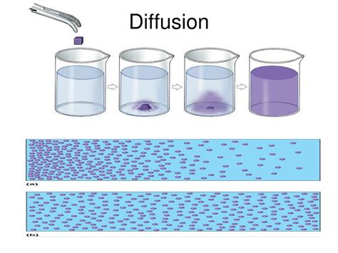 Ppt Cell Structure And Function Part Cell Intro And The Plasma Membrane Powerpoint