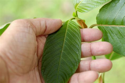 손을 잡고 잎 Mitragyna 천 엽 잎 공장 태국에서 Kratom는 태국어 초본 건강을 격려 하는 클로즈업 Stem 주제에