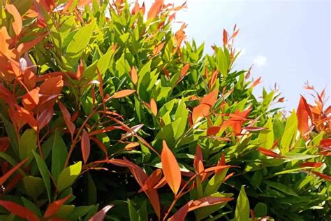Lilly Pilly Varieties In Australia Lawn Au