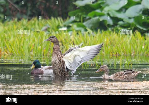 Mallard Also Known As The Dabbling Duck Start To Nest Build Clean