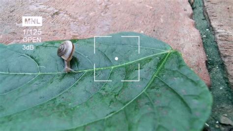 下雨天 蜗牛青蛙都出来了 今年蜗牛格外的少 三农 农民生活 好看视频
