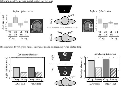 Spatial Constraints In Multisensory Attention The Neural Bases Of