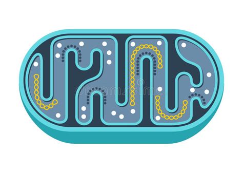 Mitochondrion Vector Illustration Stock Vector Illustration Of