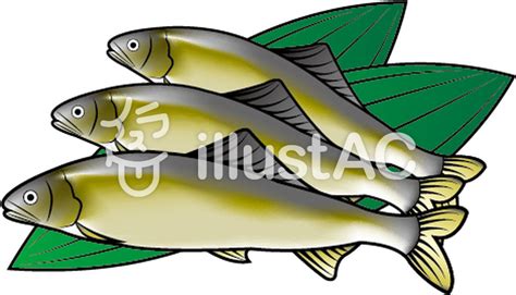 鮎イラスト No 42745／無料イラストなら「イラストac」