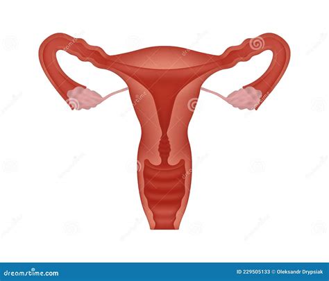 Cut Away View Realistic Female Human Reproductive System Anatomically
