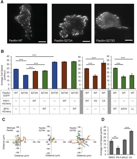 Paxillin S Phosphorylation Regulates Adhesion Dynamics And Cell Migration Through A Common