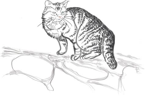 Free Images Black And White Animal Pet Cat Monochrome Artwork