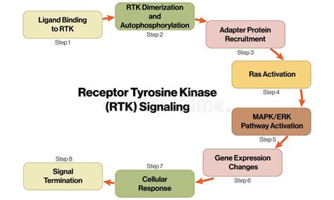 Diagrama De Flujo De Mecanismos De Señalización De Receptores Tirosina