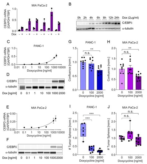 Doxycycline Dose Dependent Induction Of C Ebpδ Regulates Proliferation