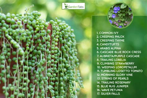 Best Cascading Plants For Full Sun
