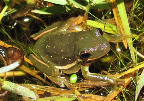 Green Treefrog Care Sheet Reptiles Magazine