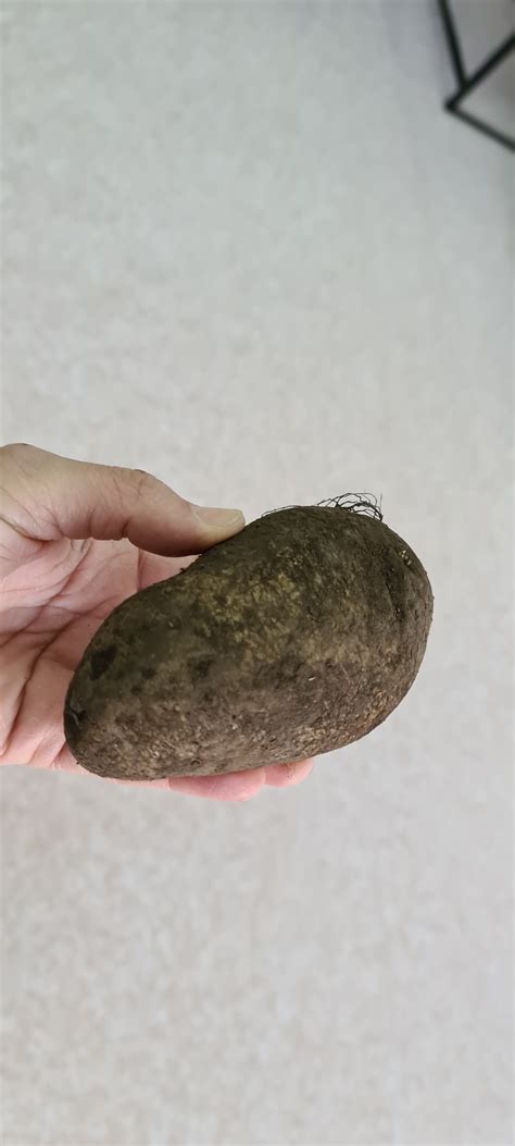 Potato Sorter Object Detection Dataset And Pre Trained Model By Potatosorter