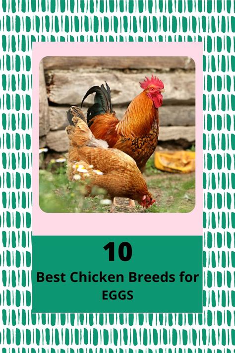 Best Chicken Breed For Eggs Free Printable Breed Chart Chicken