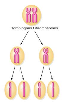 Genetics Ch Hw Flashcards Quizlet