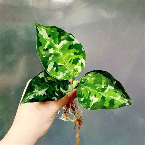 Olivra Homedecor On Instagram Camo Colored Leaves Plant Aka Aglaonemapictum Tricolor 🤗 Tag A