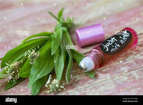 Buckhorn Plantain English Plantain Ribwort Plantain Rib Grass Ripple Grass Plantago